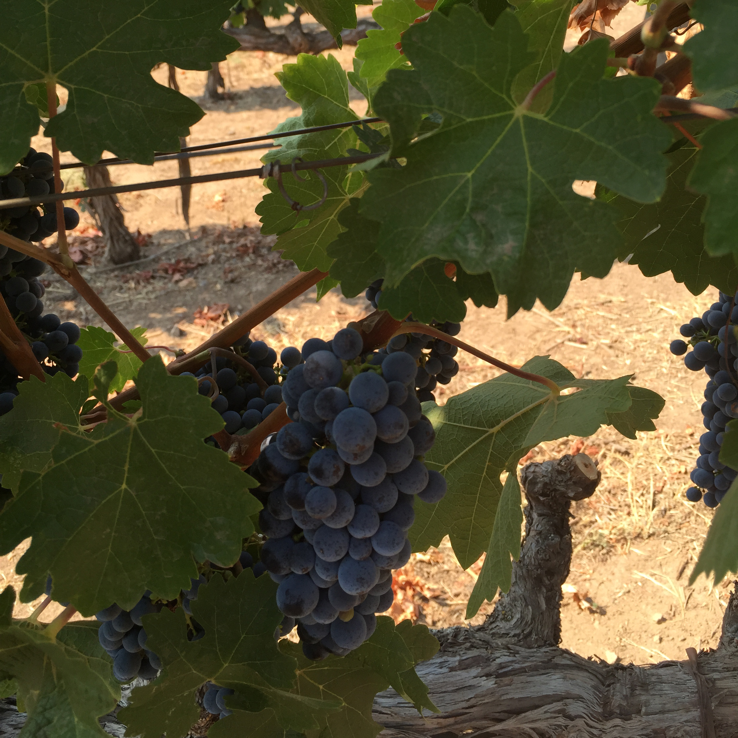 Vitis – The Forge